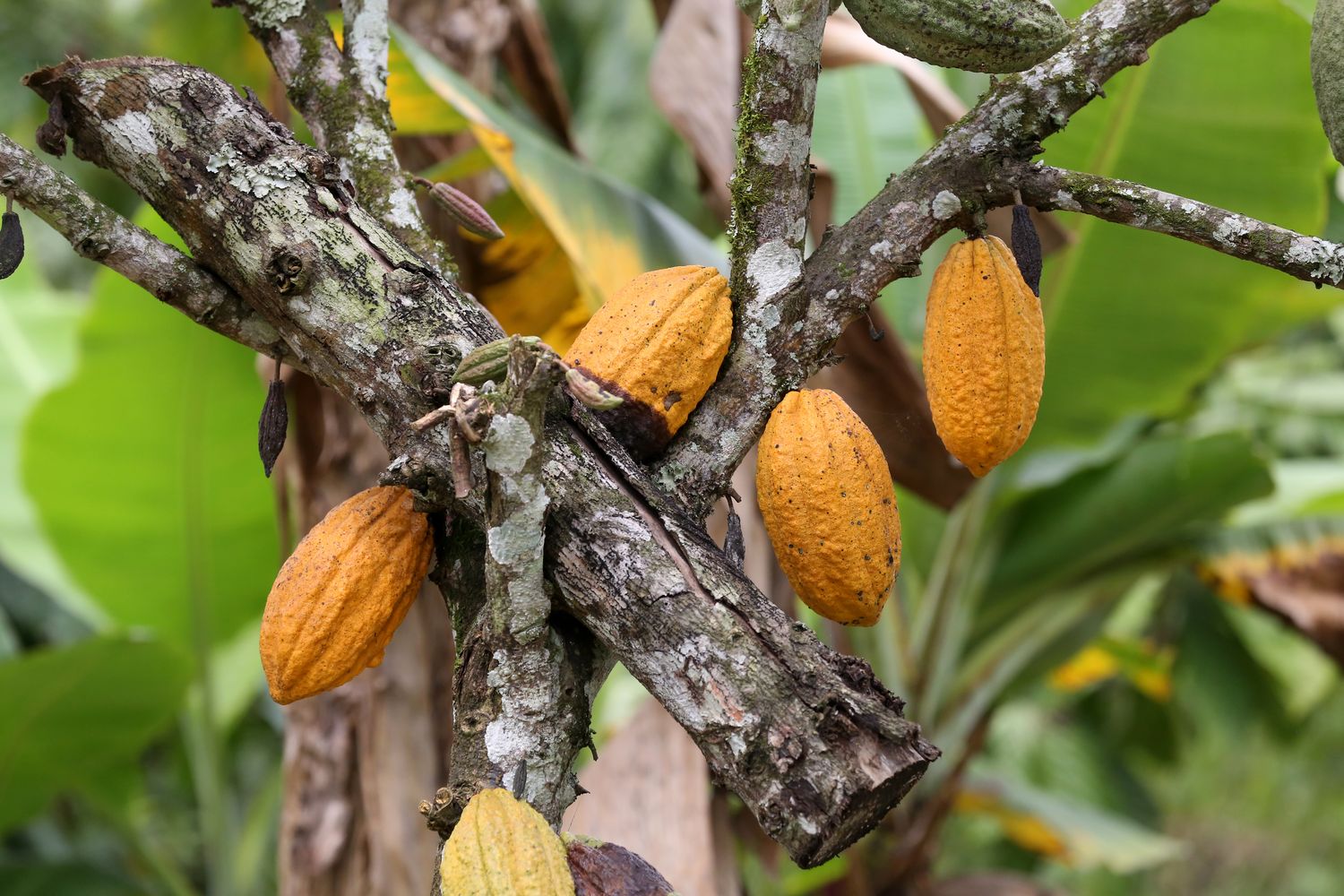 Indonesien: Bio-Kakao macht glücklich | Brot für die Welt
