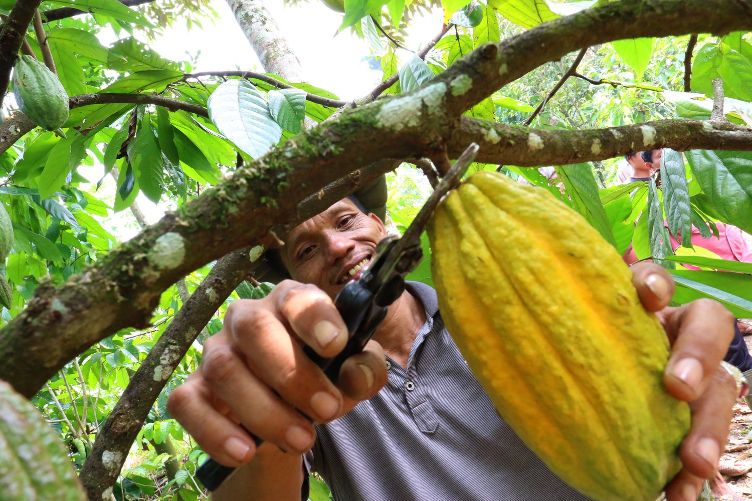 Indonesien: Bio-Kakao macht glücklich | Brot für die Welt